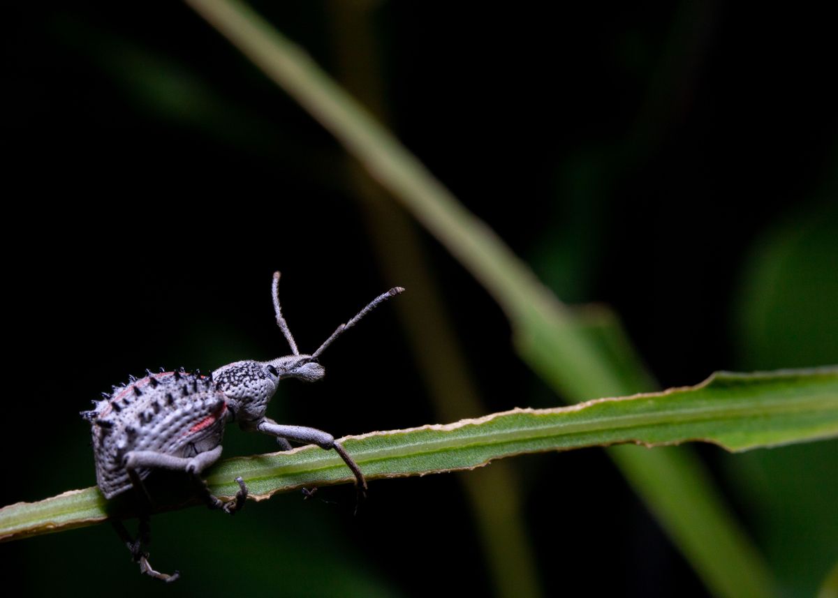 'Wandering (Bug)' Poster, picture, metal print, paint by Valdemar ...