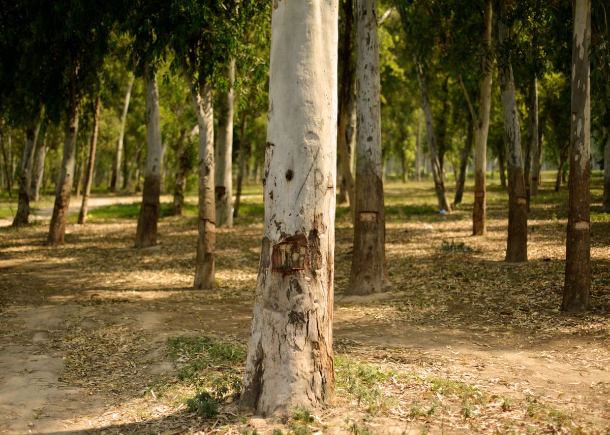'Old Tree Forest' Poster, picture, metal print, paint by Shahid Mehmood ...