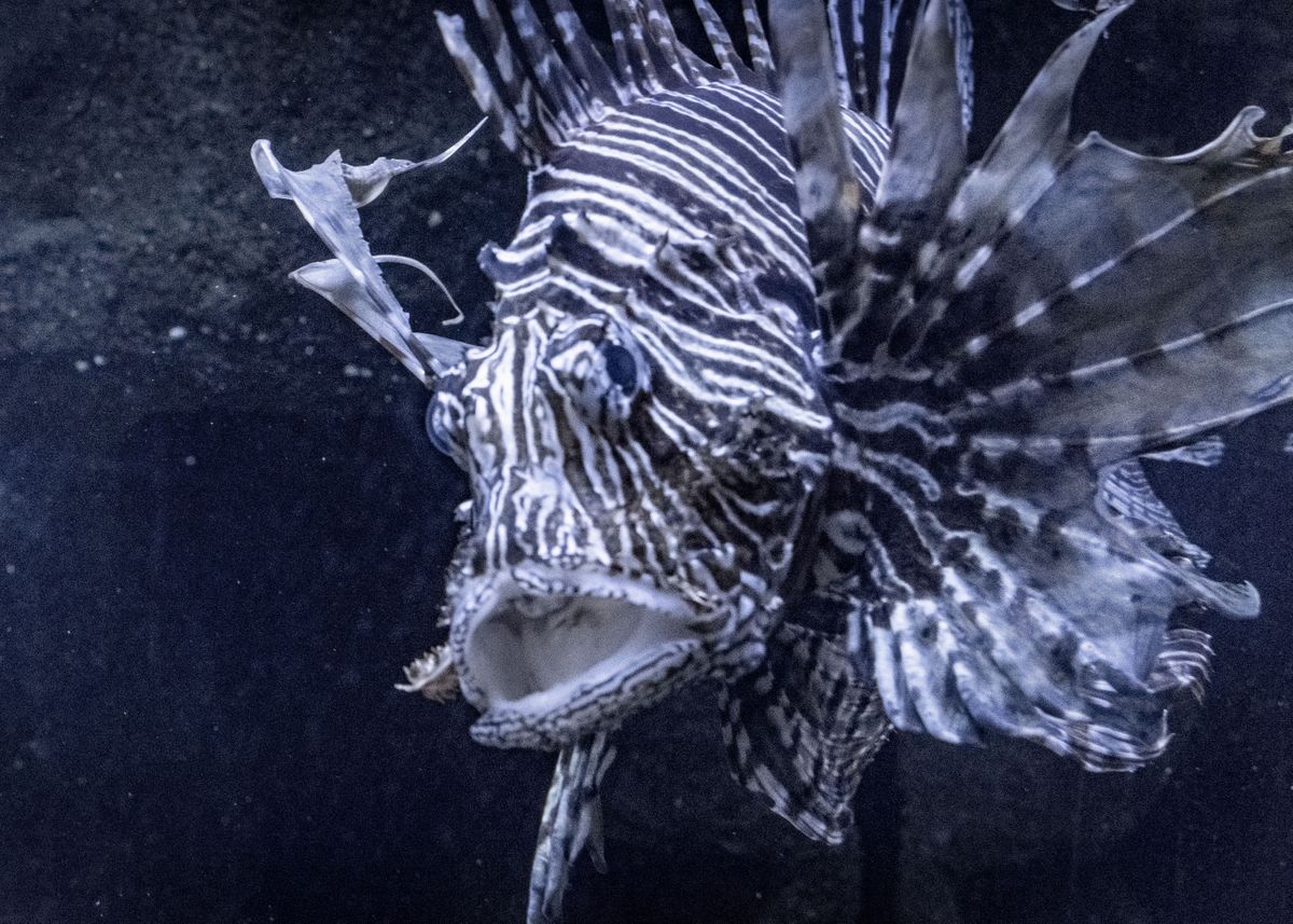 'fish of moscow' Poster by uros miloradovic | Displate