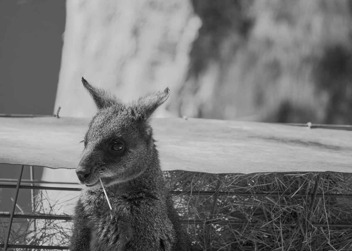 'Monochrome Rock Wallaby ' Poster by James Hewitt | Displate