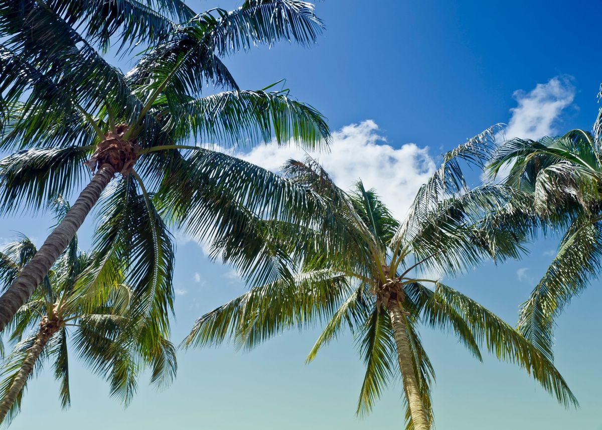 'Summer Feeling' Poster by Melanie Viola | Displate