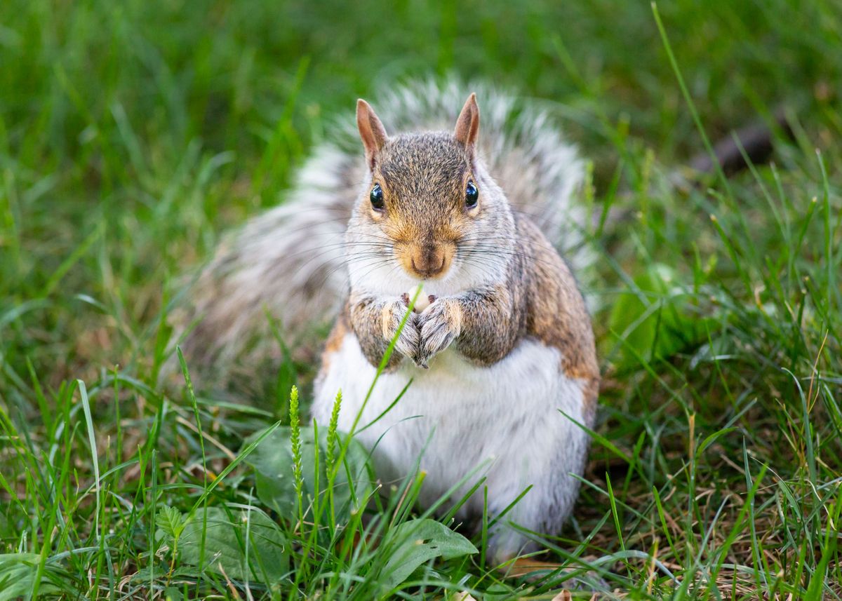 'A cute squirrel' Poster, picture, metal print, paint by Giuseppe ...