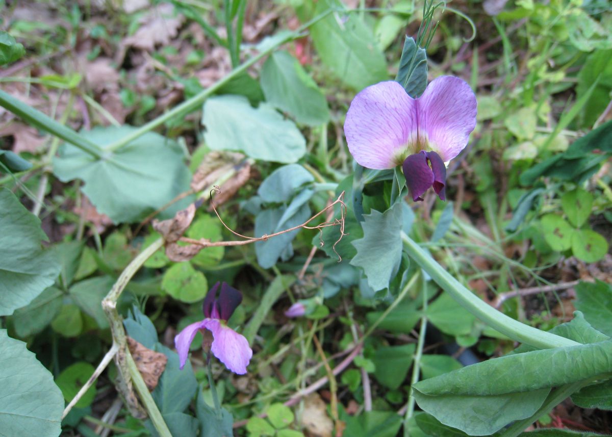 'Two violets' Poster, picture, metal print, paint by Cherryblossom ...