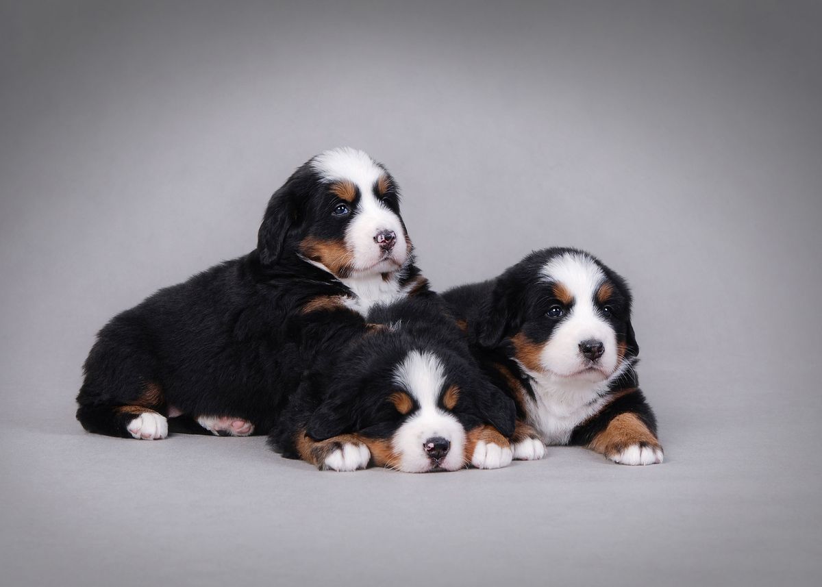 'Berner puppies' Poster, picture, metal print, paint by PetsArt Design ...
