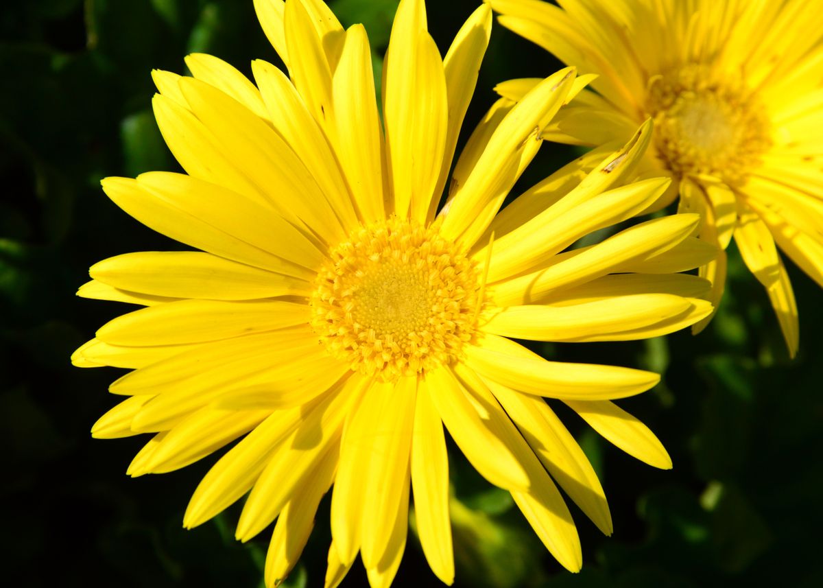'Yellow daisy' Poster, picture, metal print, paint by David Thompson ...