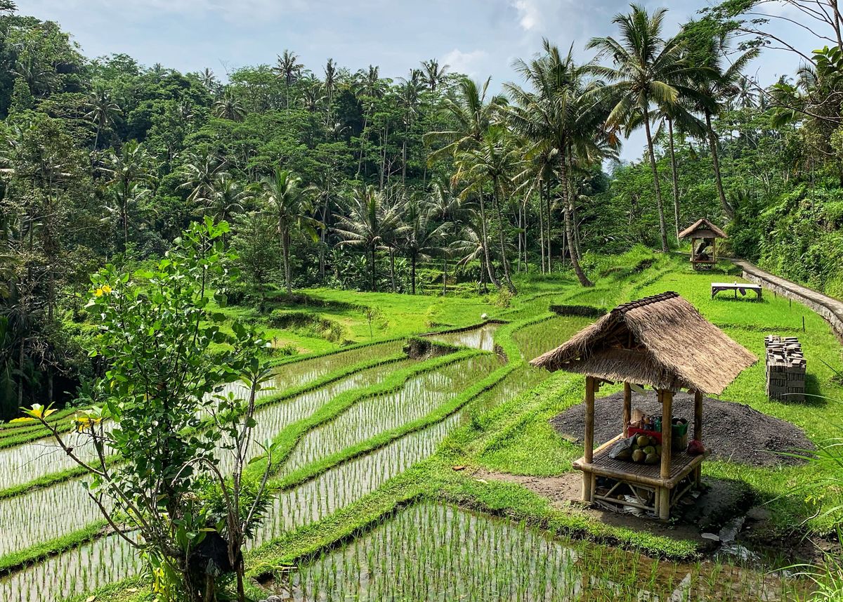 'Bali rice terraces' Poster, picture, metal print, paint by OUTINLAB ...
