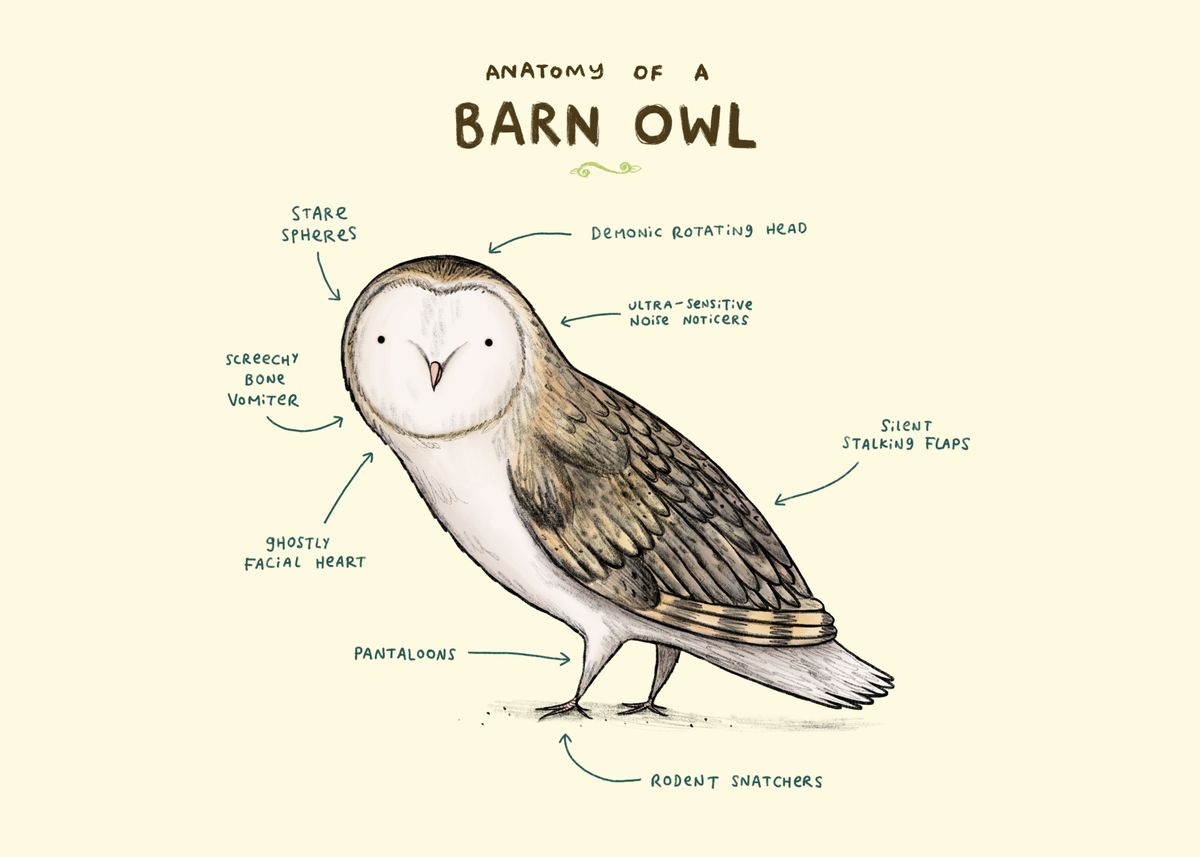 'Anatomy of a Barn Owl' Poster, picture, metal print, paint by Sophie ...