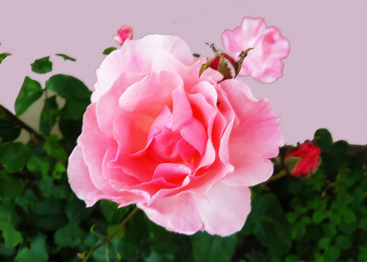 'Rose wisdom' Poster, picture, metal print, paint by Edy Art Space ...