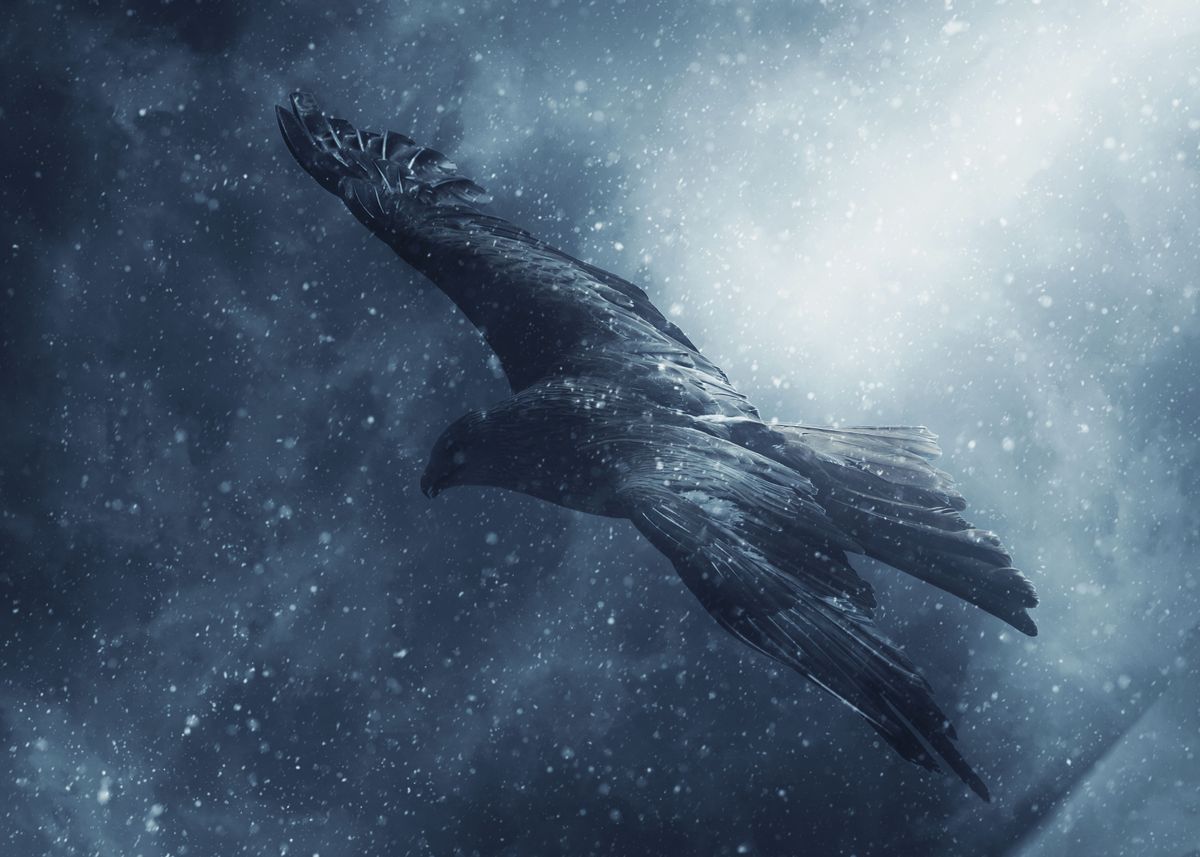 'Raptor' Poster, picture, metal print, paint by northpointprints | Displate