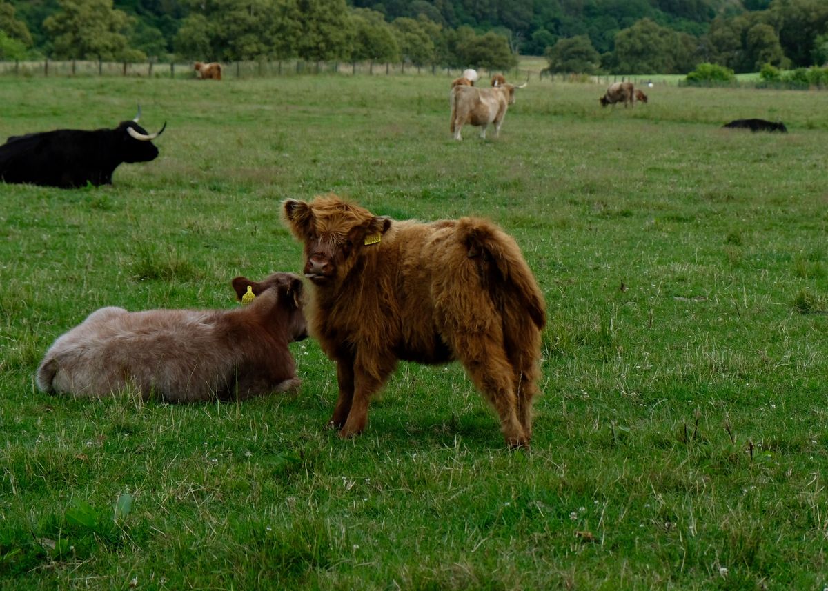 'Baby Coo' Poster by Zoë Keller | Displate