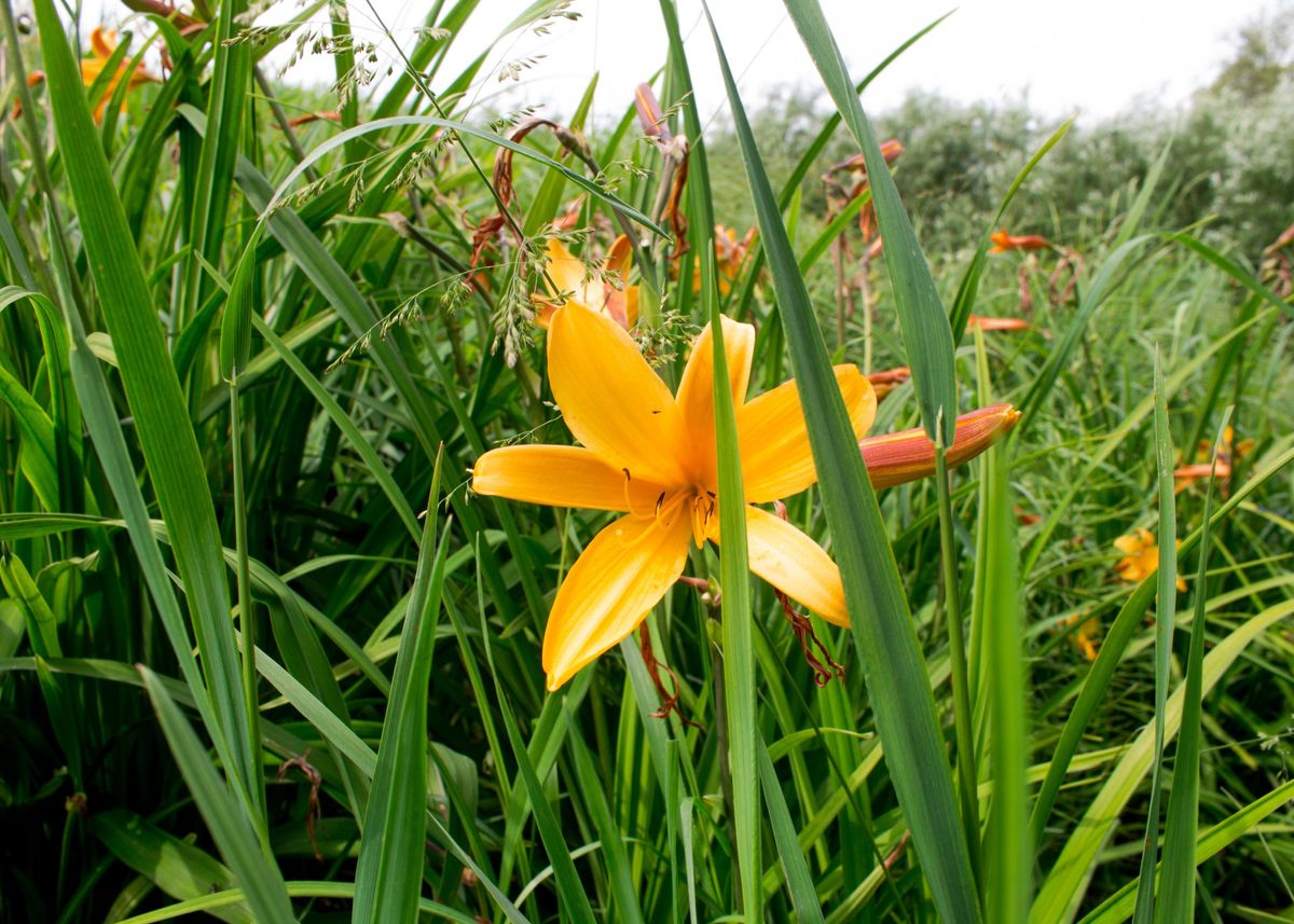 'Yellow Star' Poster, picture, metal print, paint by Felines and Flora ...