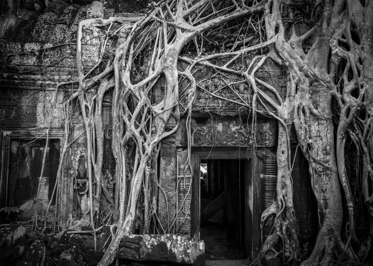 'Ta Prohm' Poster, picture, metal print, paint by Travelling Fatman ...