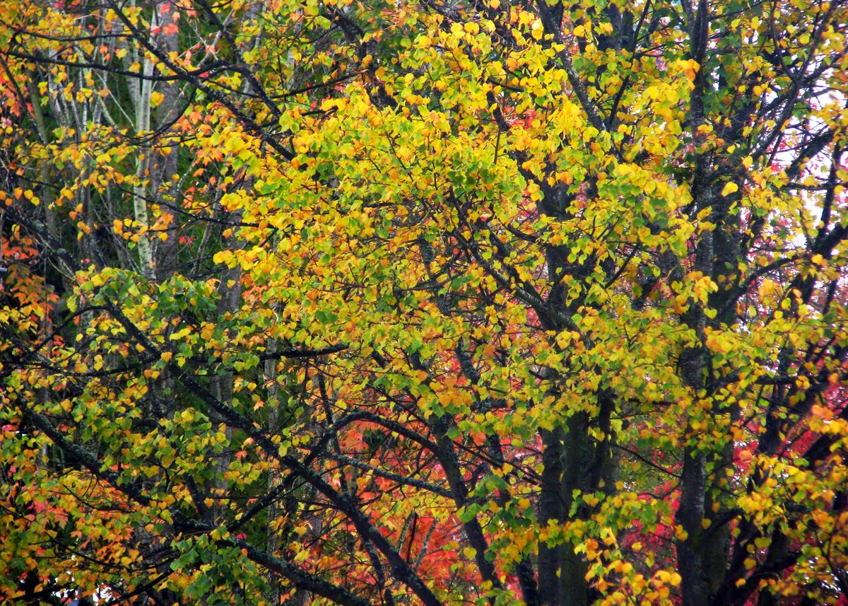 'Golden Autumn' Poster, picture, metal print, paint by Jaeda DeWalt ...