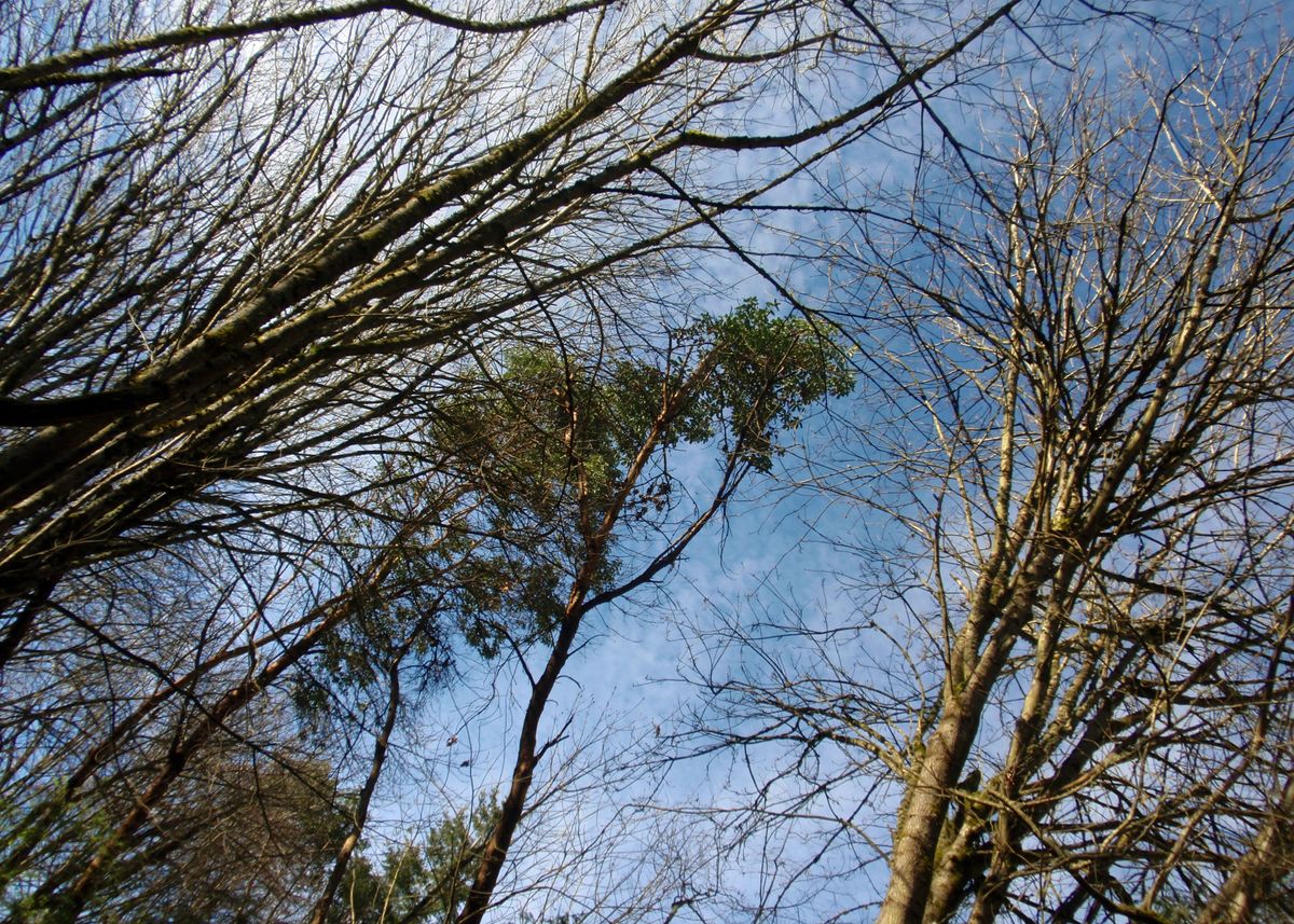 'Sunkissed Branches' Poster by Jaeda DeWalt | Displate