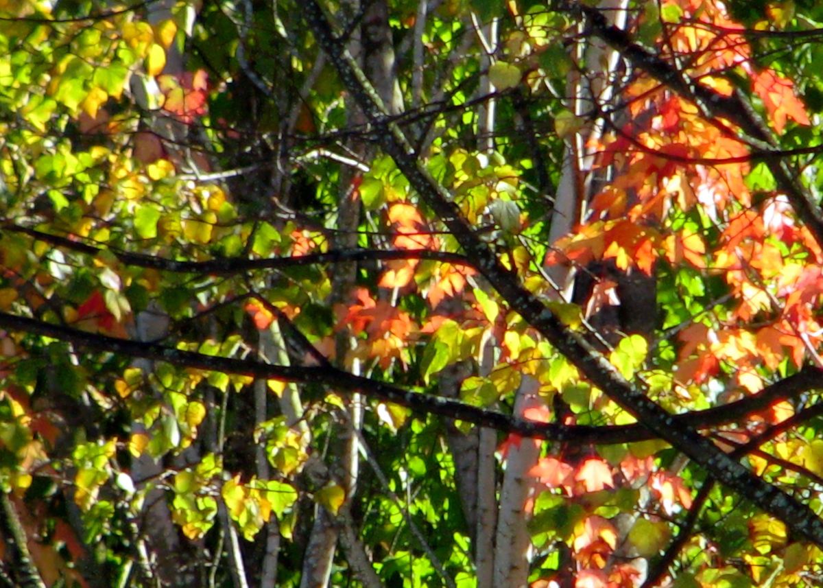 'Stained Glass Autumn' Poster, picture, metal print, paint by Jaeda ...