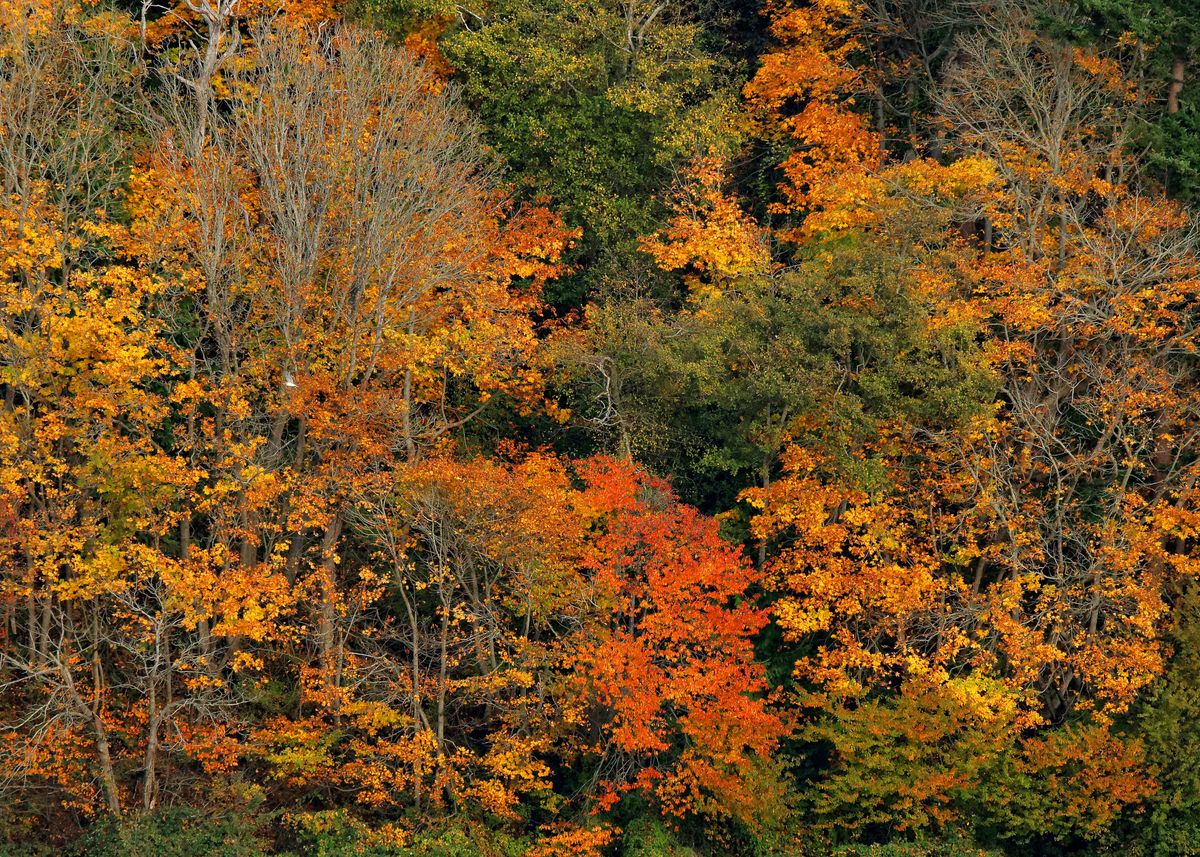 'English Bluff in Autumn' Poster, picture, metal print, paint by Hui ...