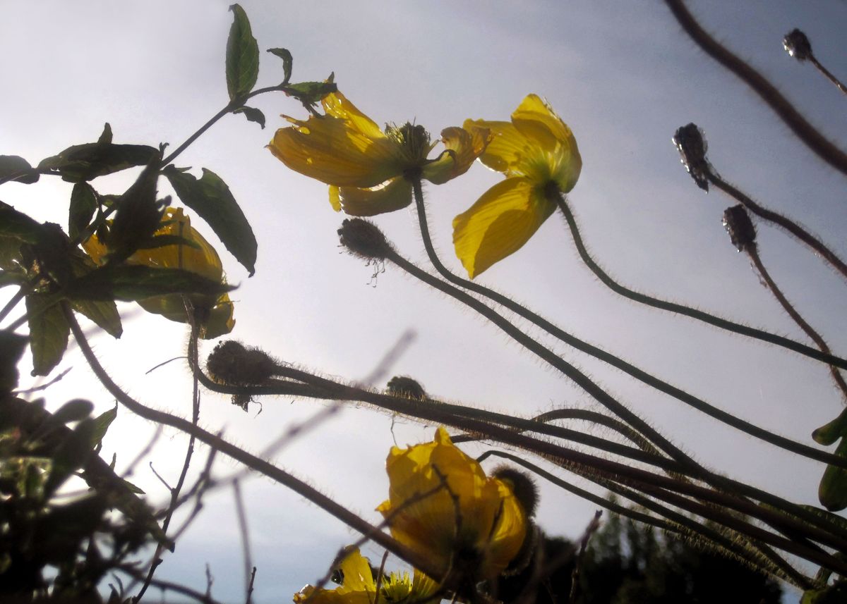 'Yellow Sky Flowers 3' Poster, picture, metal print, paint by Jaeda ...