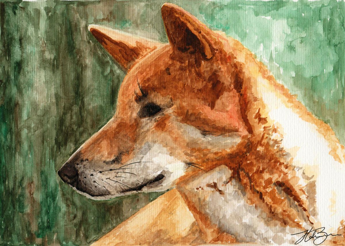 'Dingo' Poster, picture, metal print, paint by Hannah Bevan | Displate