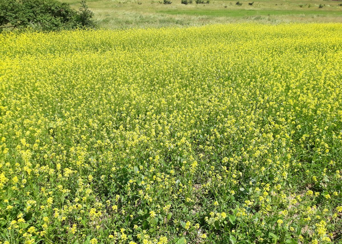 'Canola crop' Poster by Edy Art Space | Displate