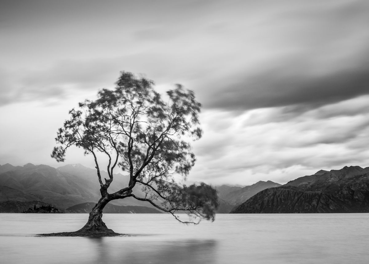 'Wanaka Tree' Poster, picture, metal print, paint by William Booth ...