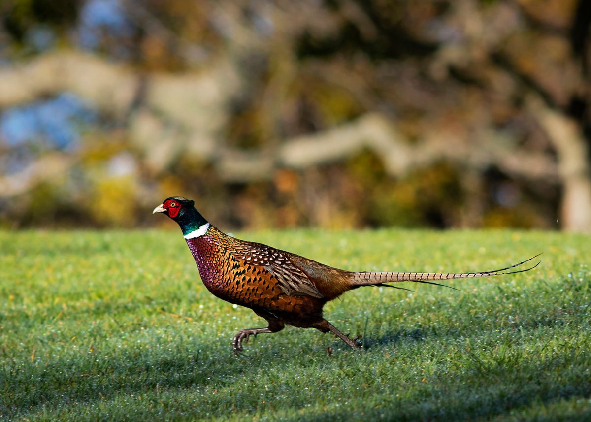 'Ring Necked Pheasant' Poster, picture, metal print, paint by William ...