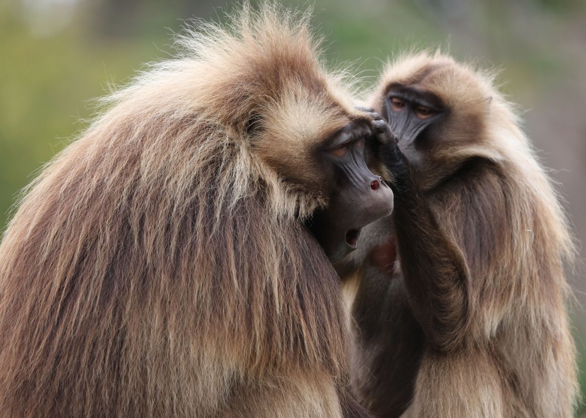 'monkey business' Poster by Melanie Kowasic | Displate