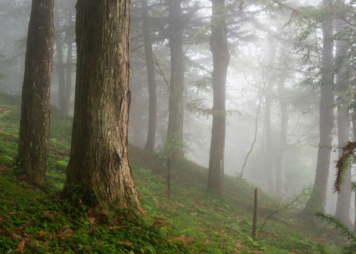 'Fog lock forest' Poster by HanPing Tseng | Displate