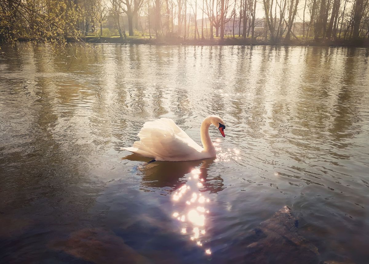 'majestic white swan' Poster, picture, metal print, paint by ...