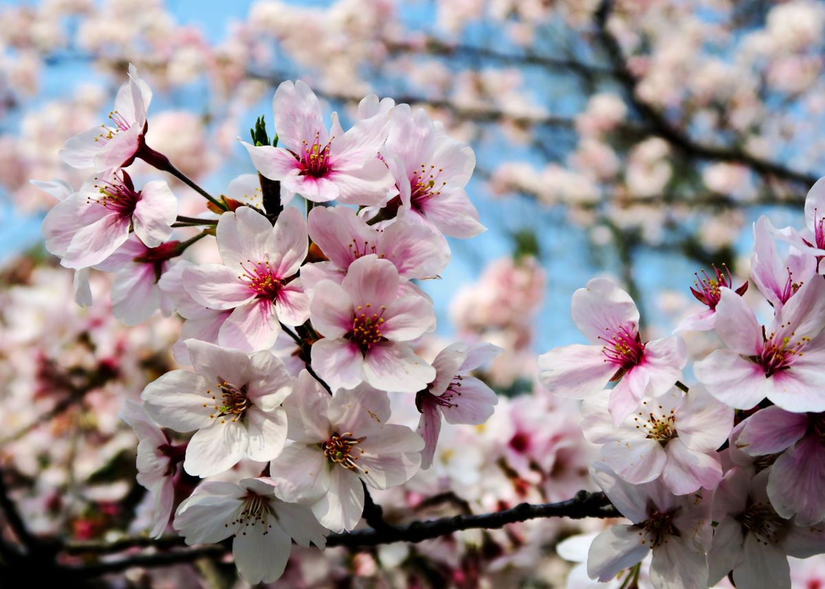 'Hanami' Poster, picture, metal print, paint by Bon Zaï | Displate