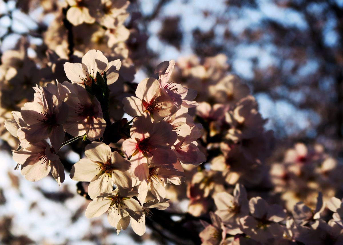 'Hanami' Poster, picture, metal print, paint by Bon Zaï | Displate