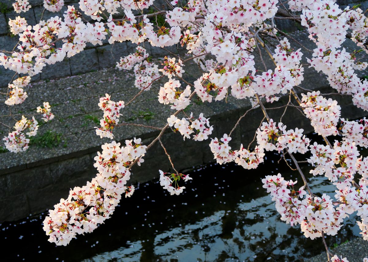 'Hanami' Poster, picture, metal print, paint by Bon Zaï | Displate