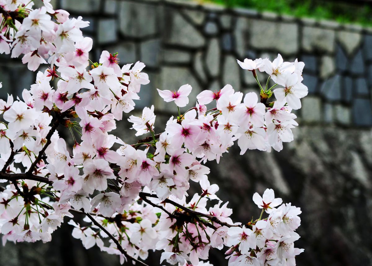 'Hanami' Poster, picture, metal print, paint by Bon Zaï | Displate