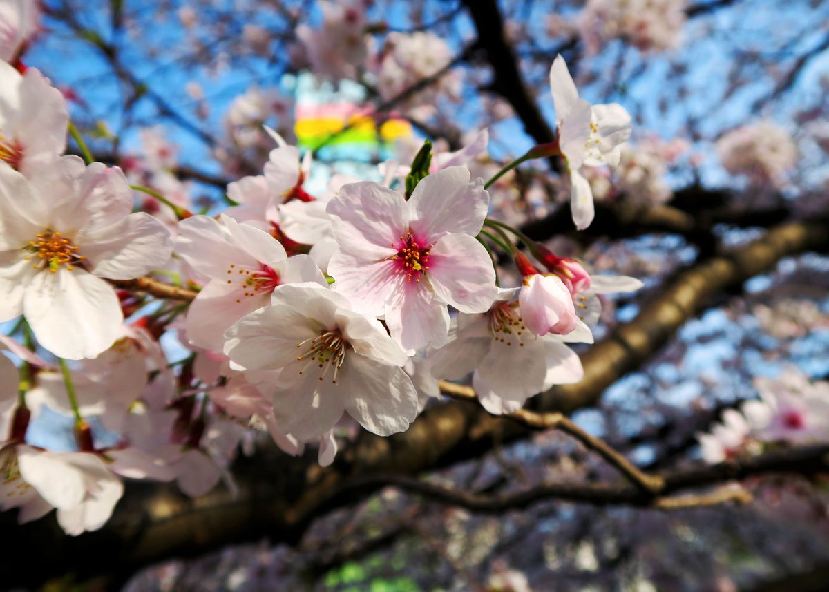 'Hanami' Poster, picture, metal print, paint by Bon Zaï | Displate