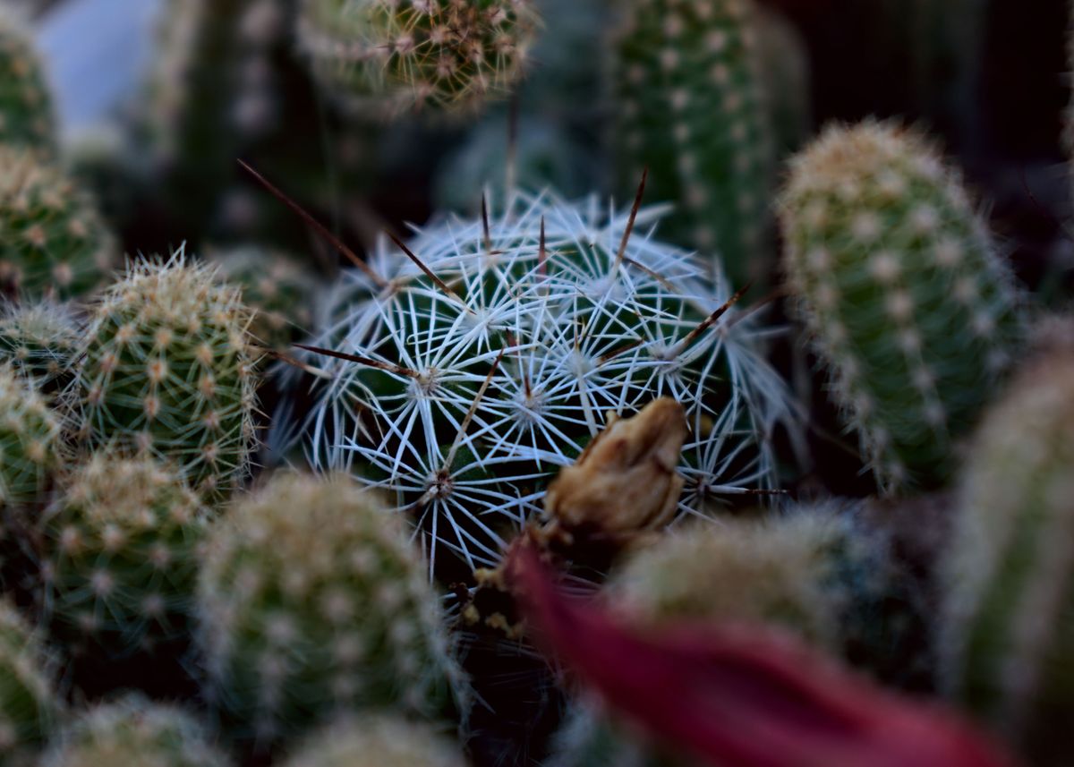 'Cactus' Poster, picture, metal print, paint by Una Nusic | Displate