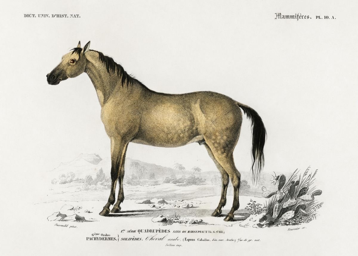 'Horse Equus Ferus Caballus' Poster, picture, metal print, paint by ...