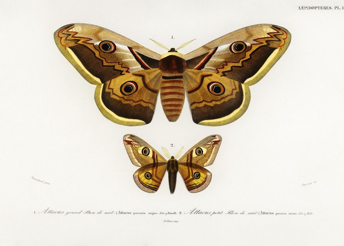 'Emporor Moths Illustrated ' Poster by This Is Earth | Displate