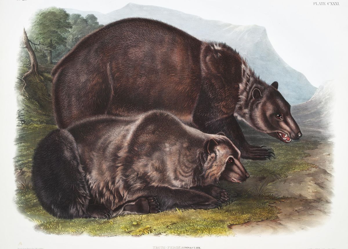 'Grizzly Bear Ursus Ferox F' Poster, picture, metal print, paint by ...