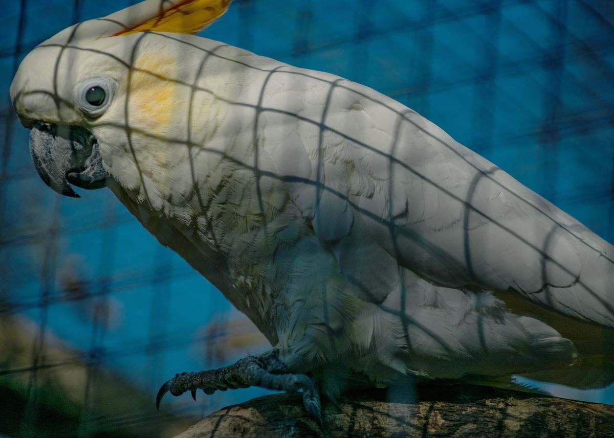 'Parrot Shadow Pattern' Poster, picture, metal print, paint by Rowan ...