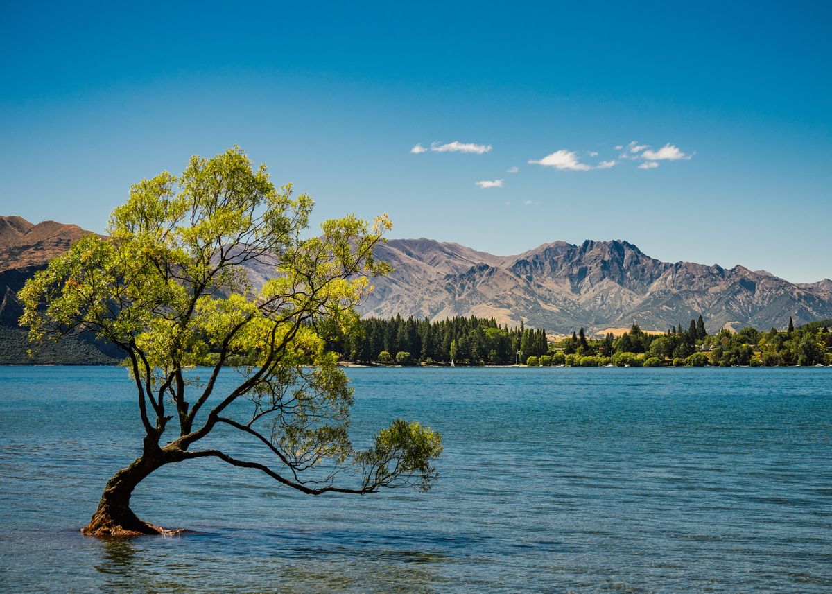'Wanaka Tree' Poster, picture, metal print, paint by Stefan Becker ...