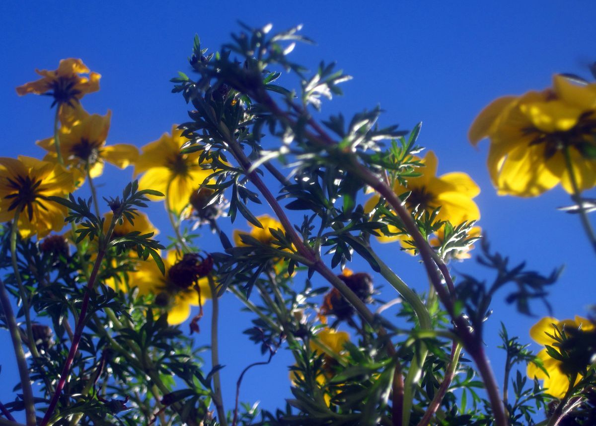 'Summer Sky Garden 1' Poster, picture, metal print, paint by Jaeda ...