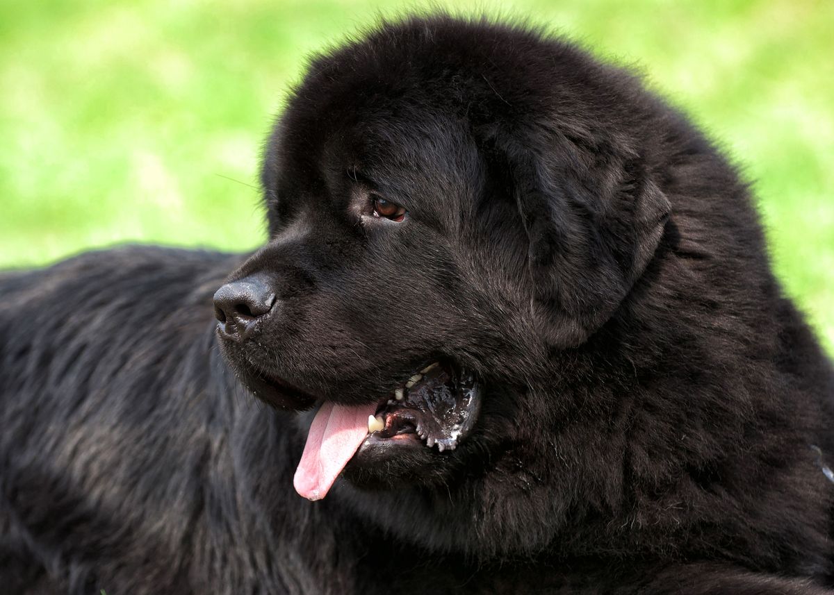 'Newfoundland dog portrait ' Poster, picture, metal print, paint by ...