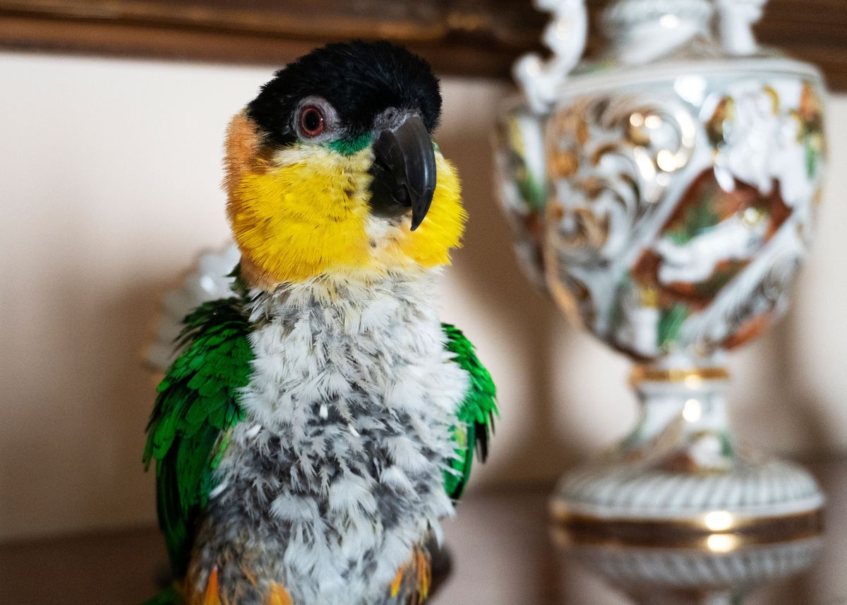 'Fancy Bird' Poster, picture, metal print, paint by Mevlinn Gusick ...