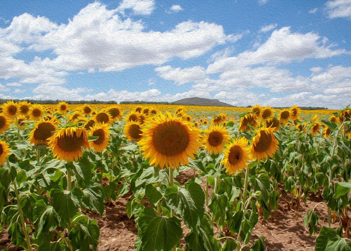 'Spanish sunflowers' Poster, picture, metal print, paint by Kaye H ...