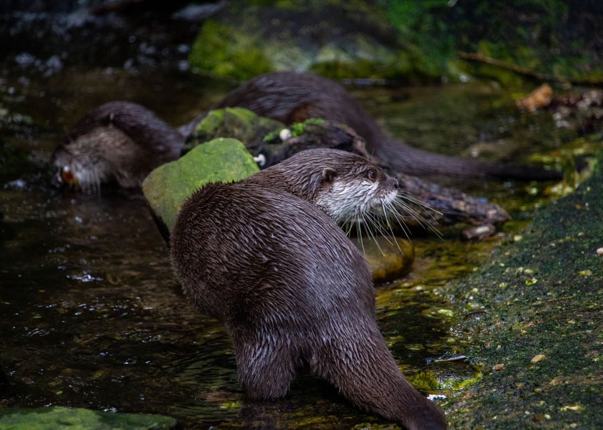 'Otter' Poster by Rick Groot | Displate