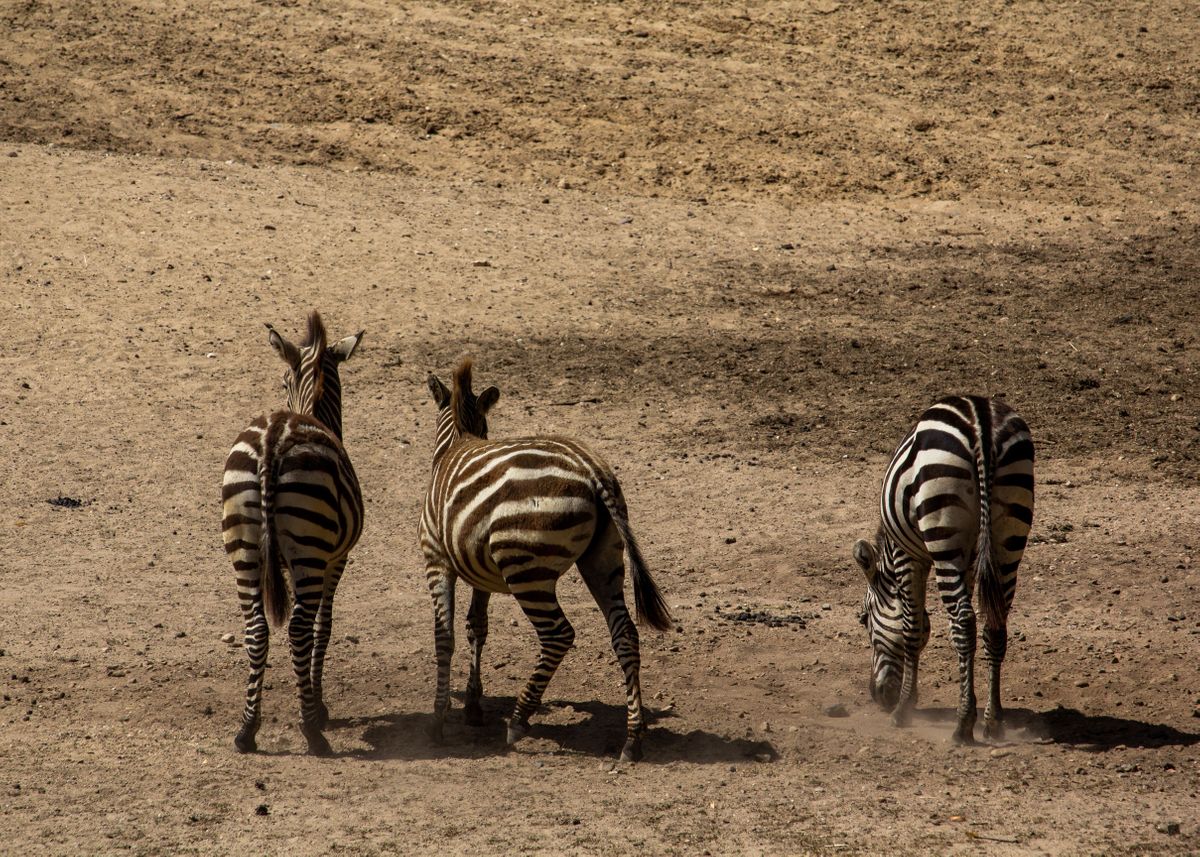 'Friends' Poster by Rick Groot | Displate