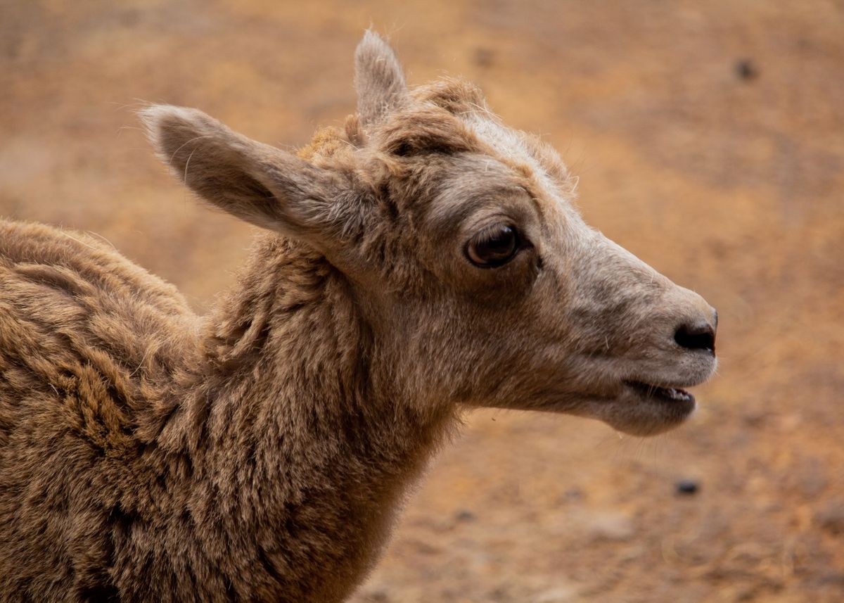 'Cute' Poster, picture, metal print, paint by Rick Groot | Displate