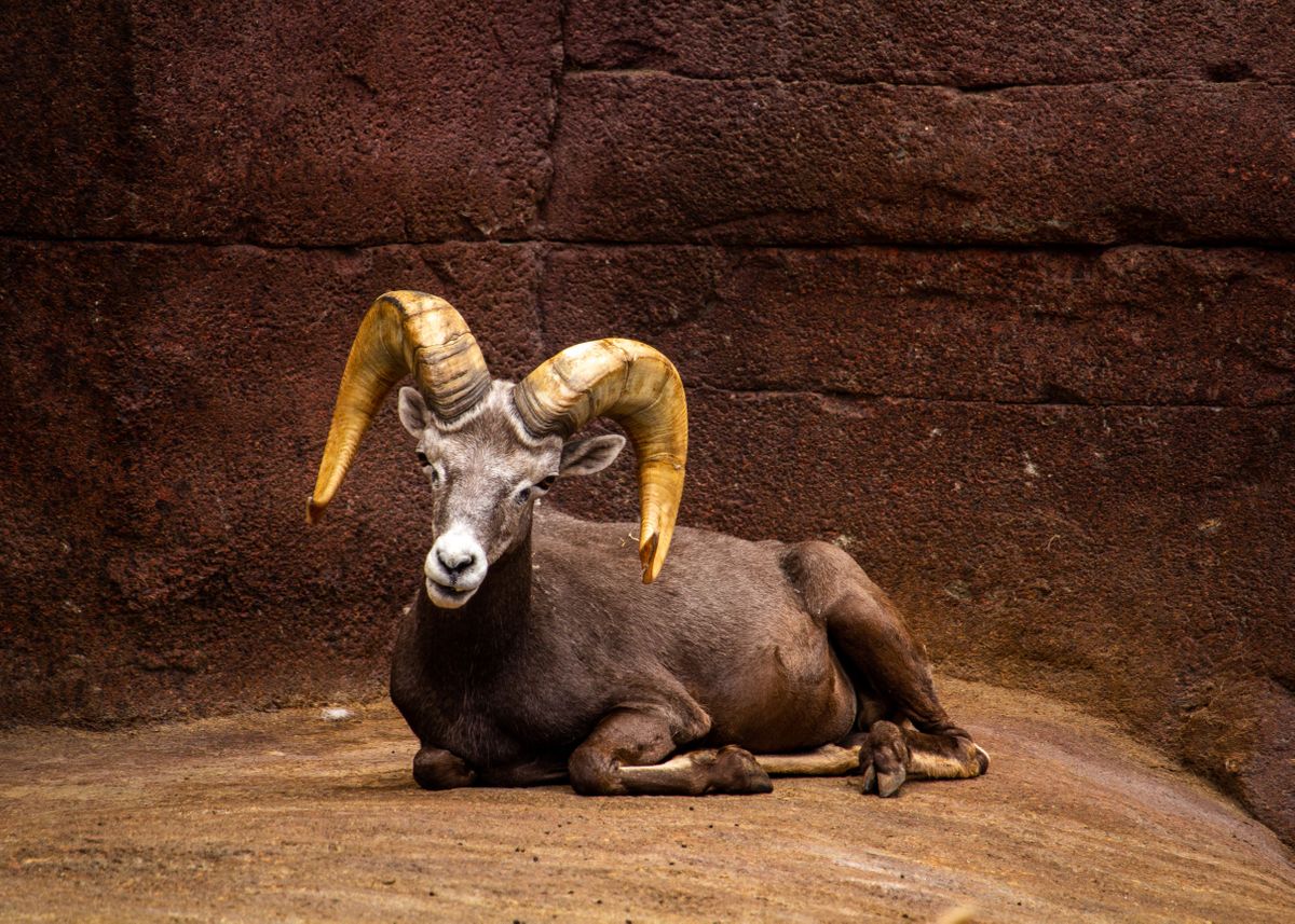 'lying down' Poster by Rick Groot | Displate