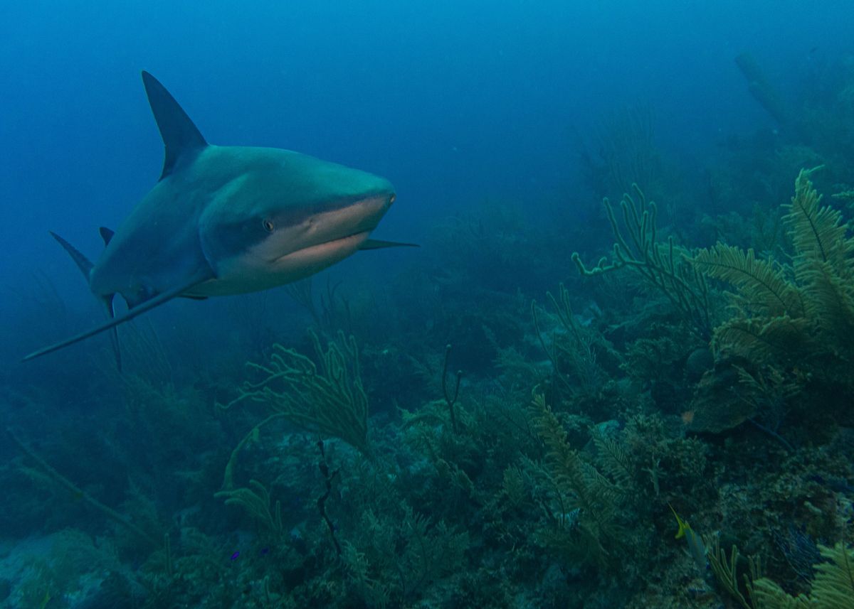 'Feed Me' Poster by Ryan Hoffman | Displate