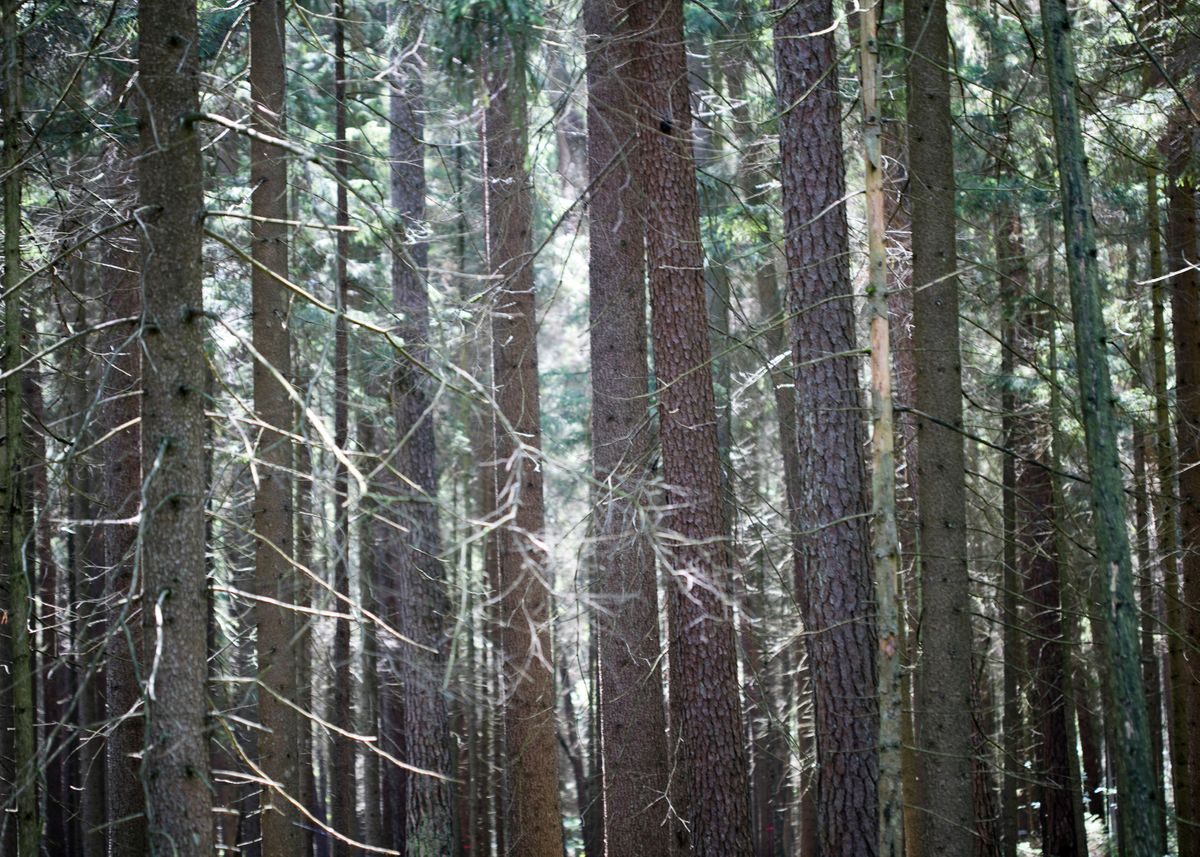 'Wild Forest Background' Poster by BakalaeroZz Photography | Displate