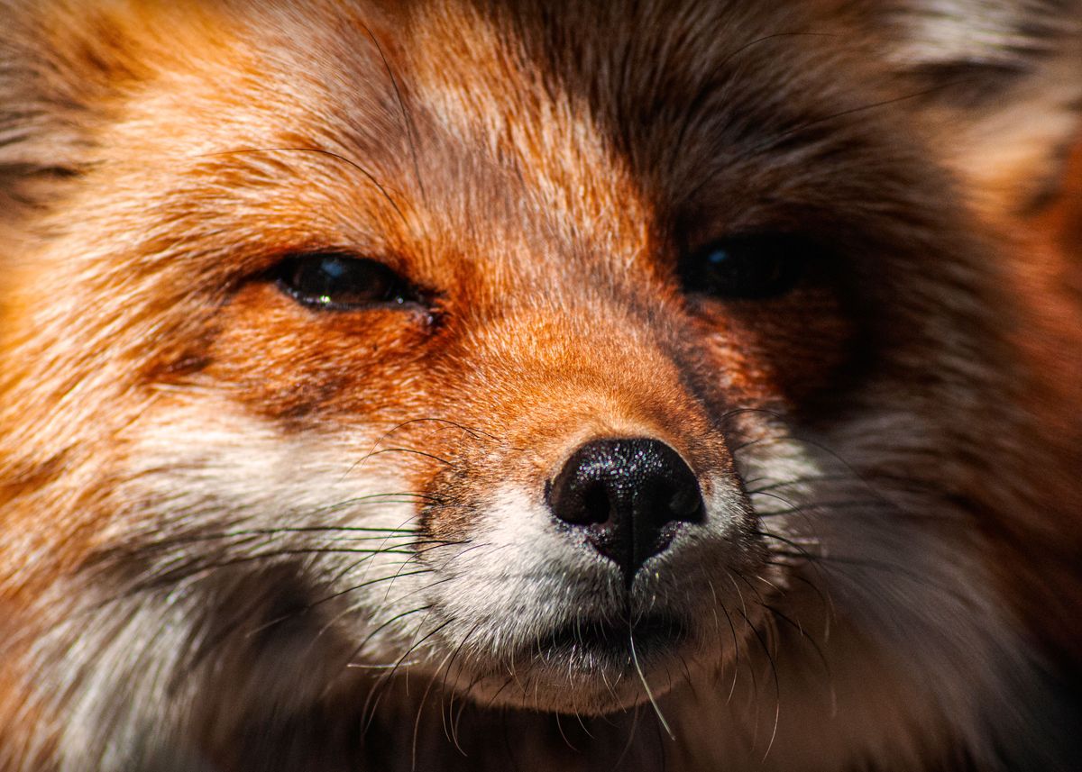 'Fox Profile' Poster, picture, metal print, paint by Shiloh Foreman ...